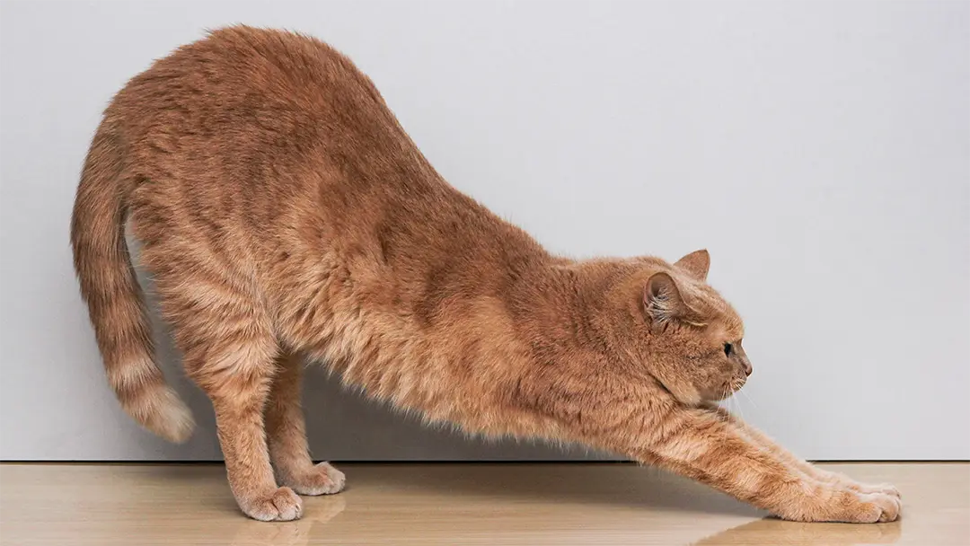 Cat Body Language Explained: What They're Telling You | YMOAs