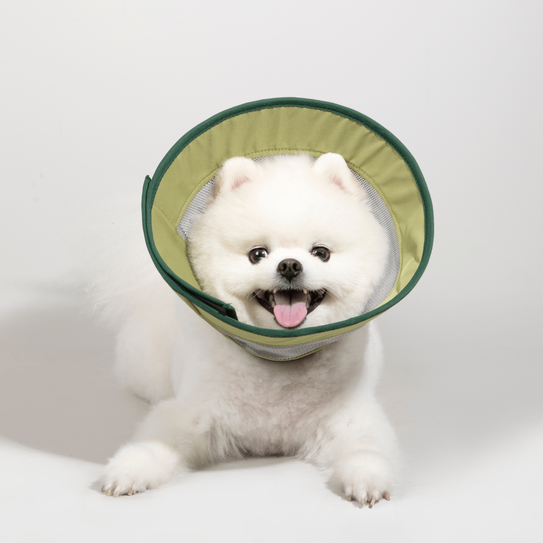 Pamper your dog with our dog care | YMOAs